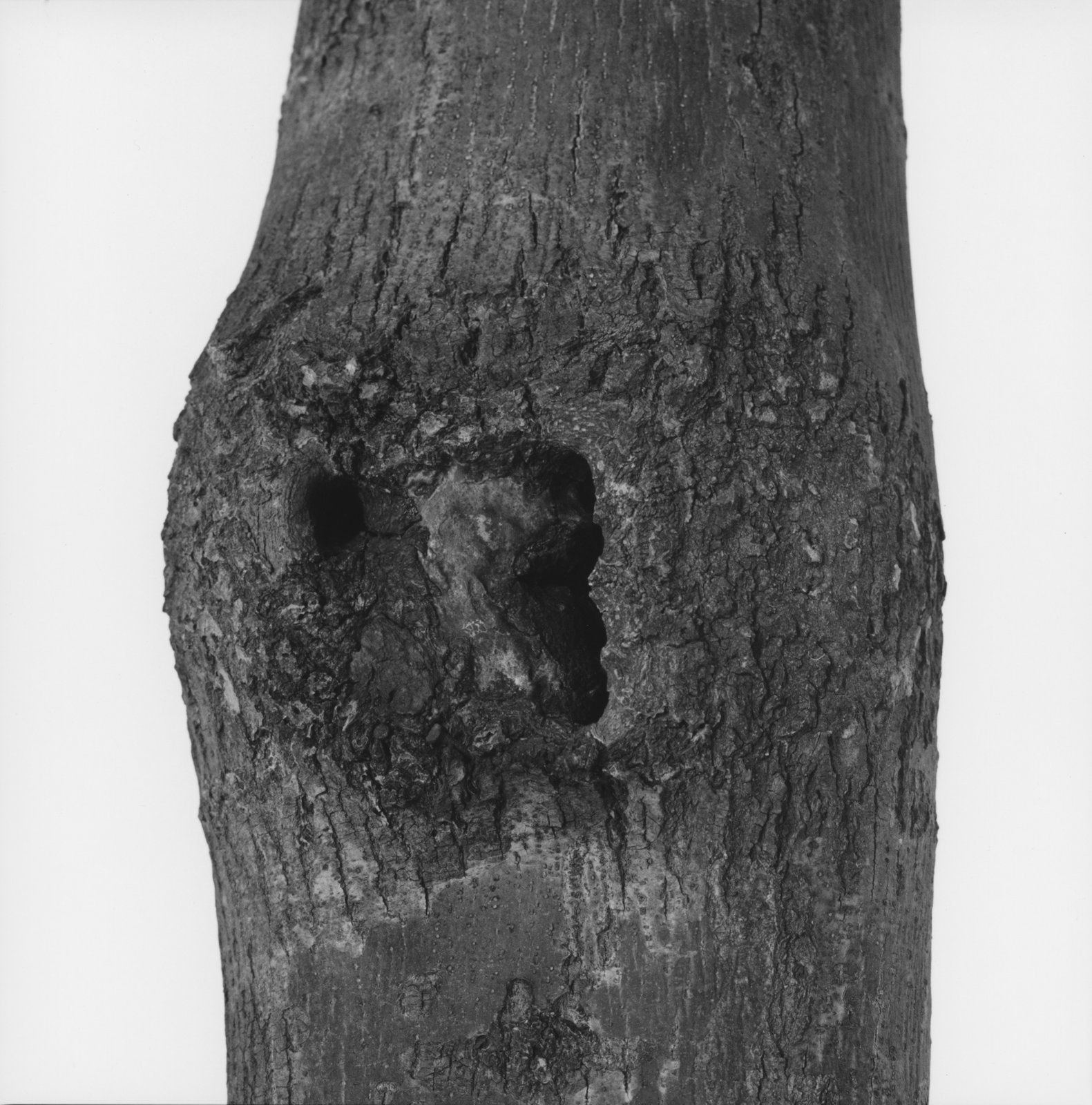 Alpi Marittime. Trattenere 17 anni di crescita (Continuerà a crescere ...