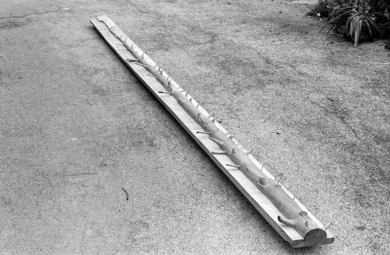 Albero di 5 metri (5-Meter Tree), 1969 (Cod. 1173) | Works | Giuseppe ...