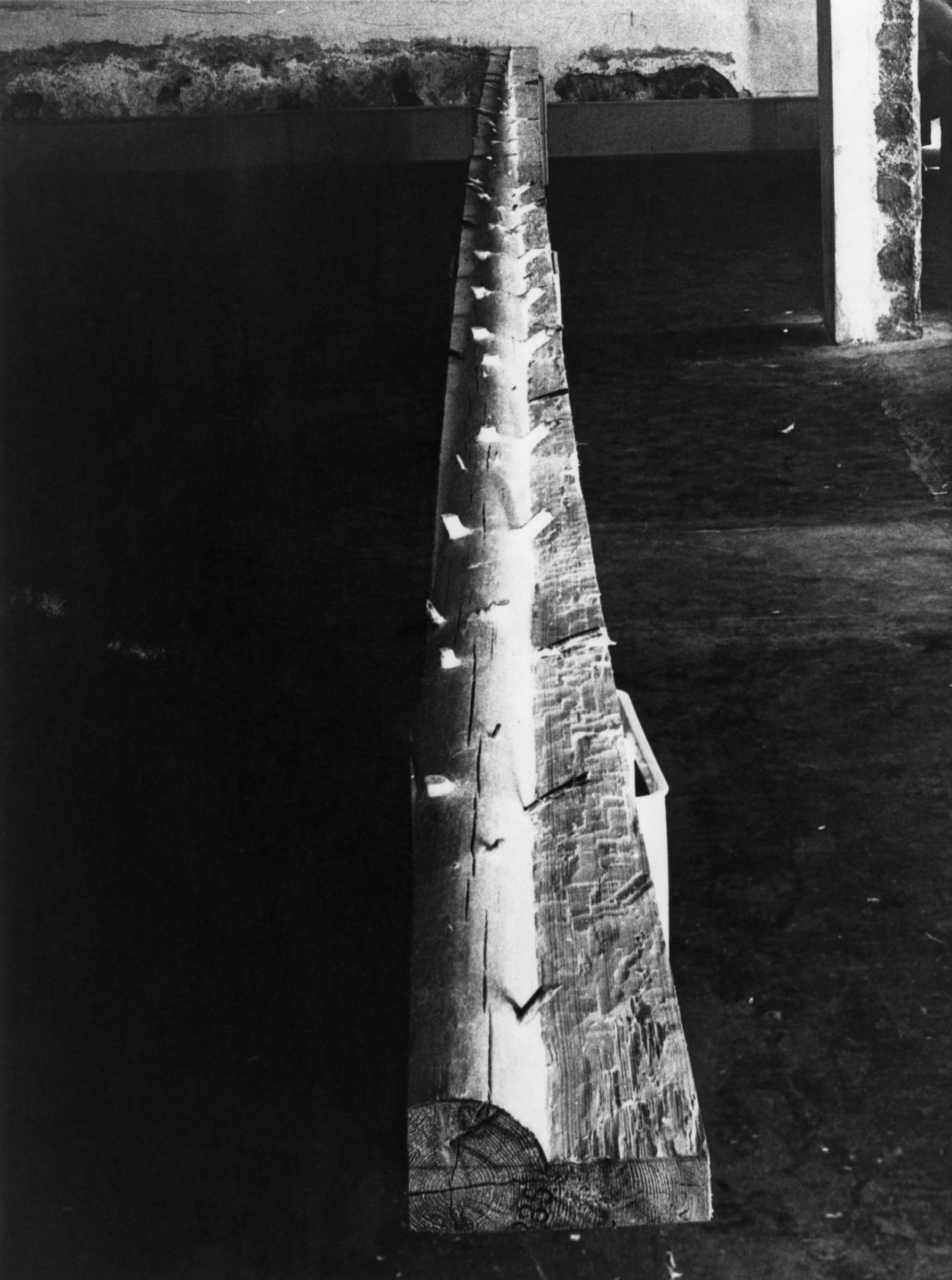 Albero di 12 metri (12-Meter Tree), 1970 (Cod. 1177) | Works | Giuseppe ...