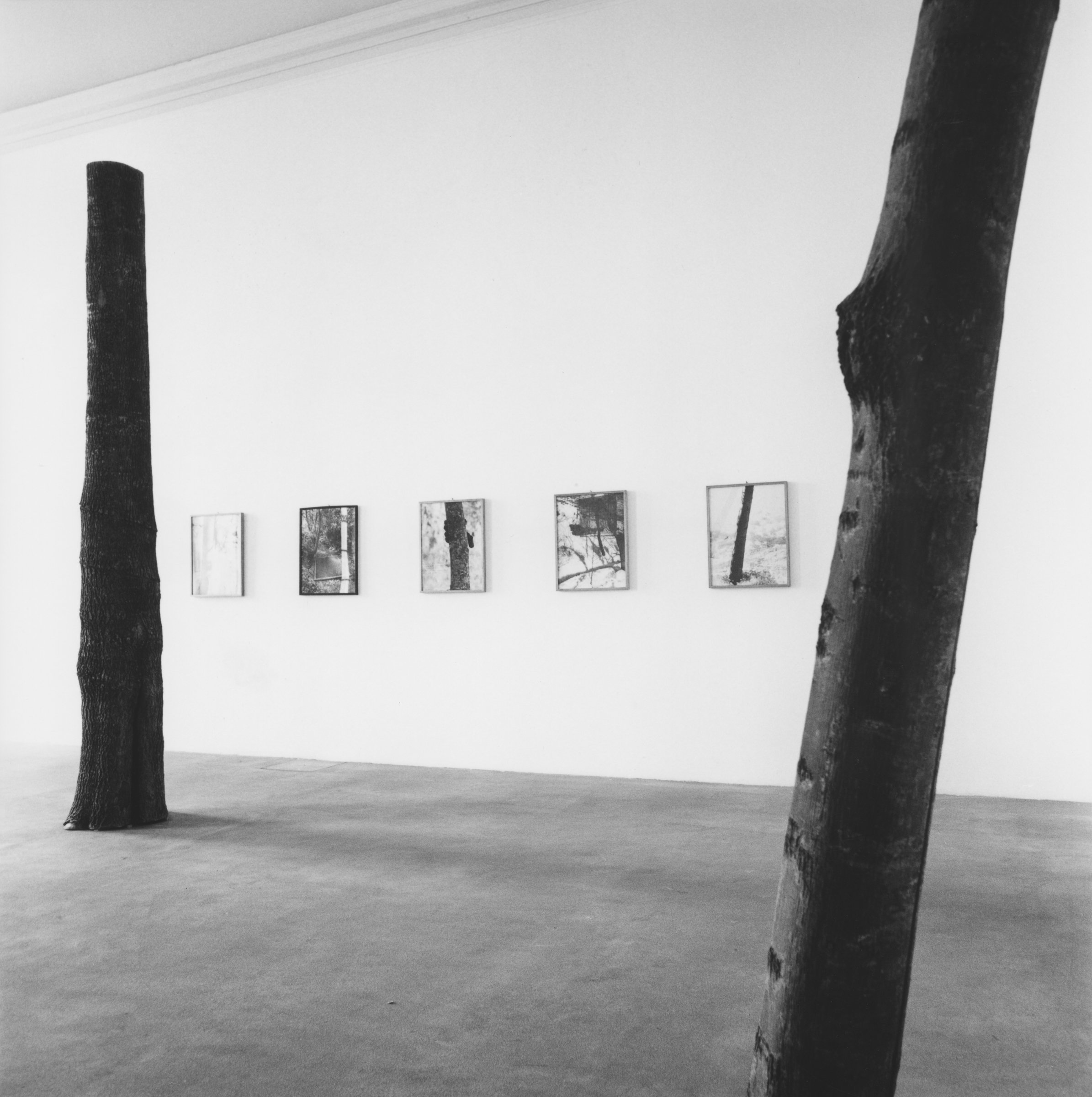 Alpi Marittime. Trattenere 17 anni di crescita (Continuerà a crescere ...