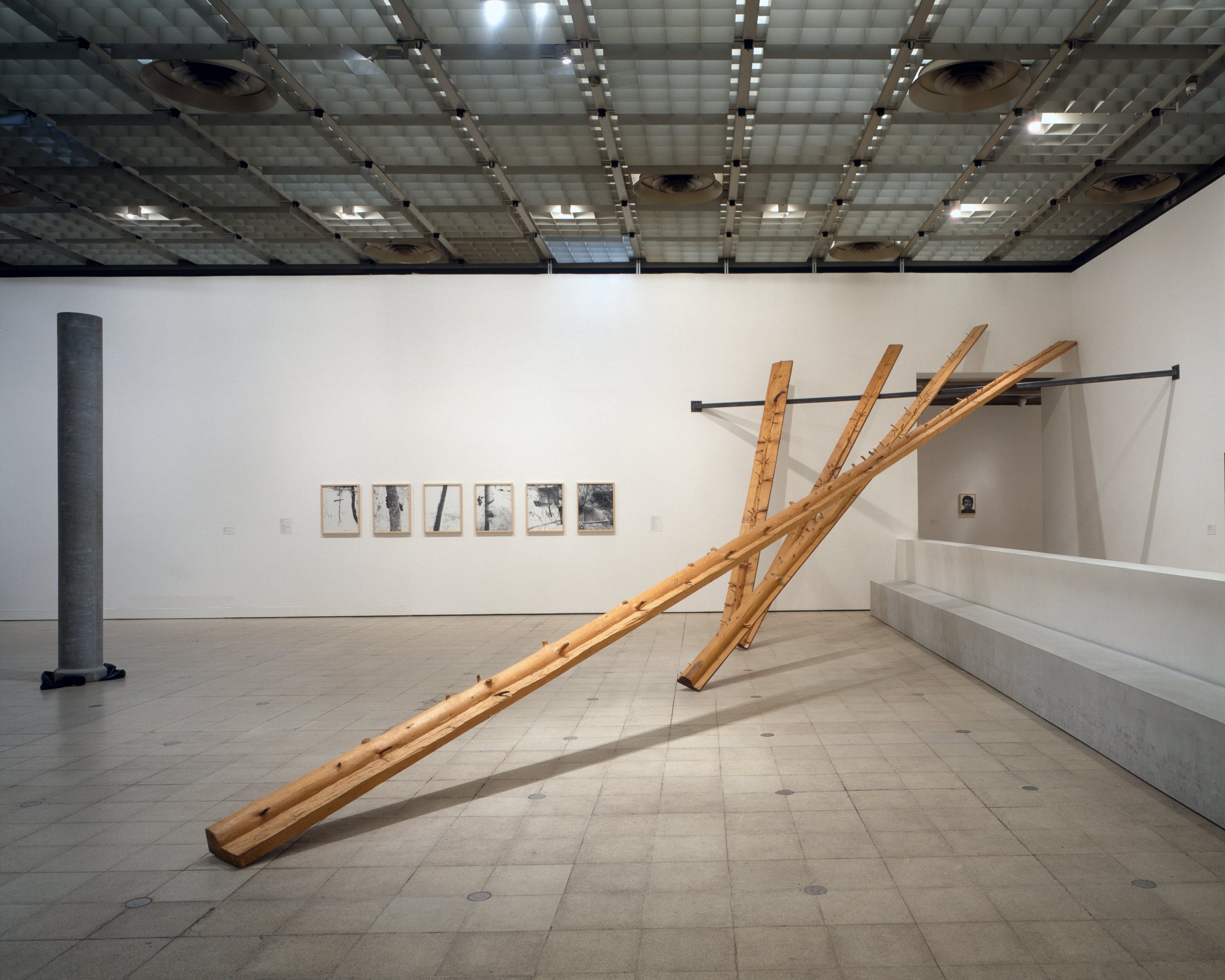 Albero di 8 metri (8-Meter Tree), 1969 (Cod. 1175) | Works | Giuseppe ...