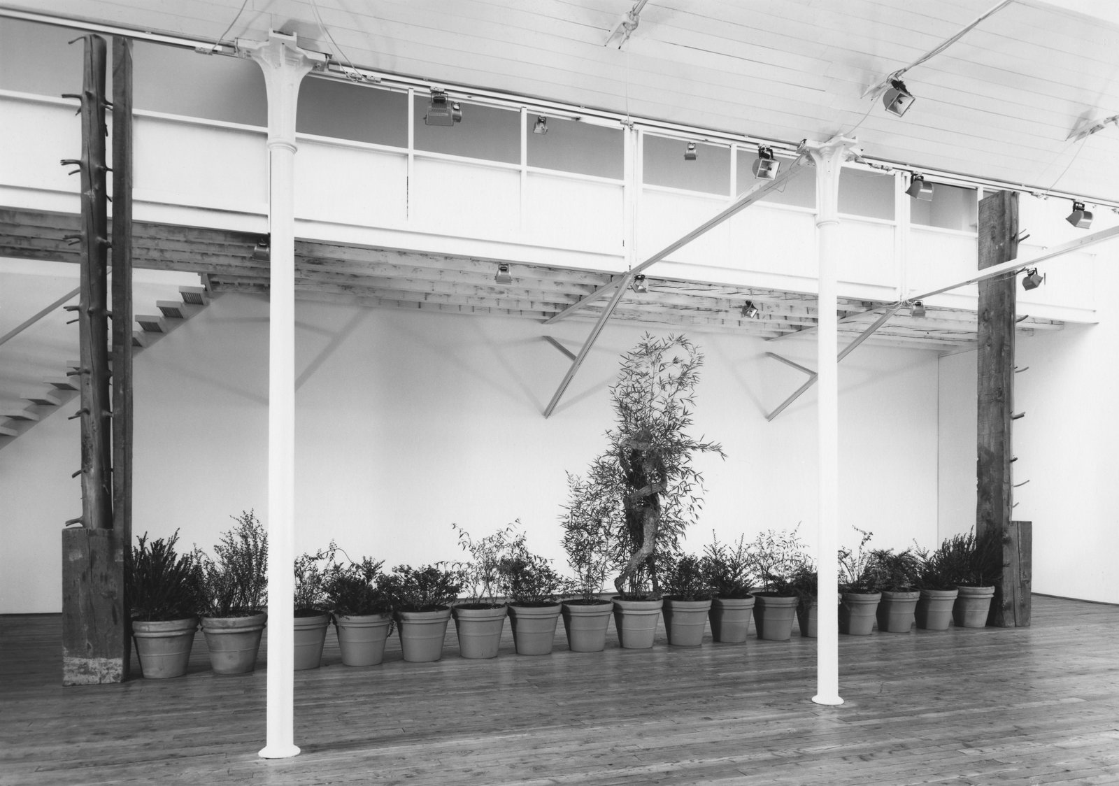 Albero di 12 metri (12-Meter Tree), 1980 (Cod. 0180) | Works | Giuseppe ...